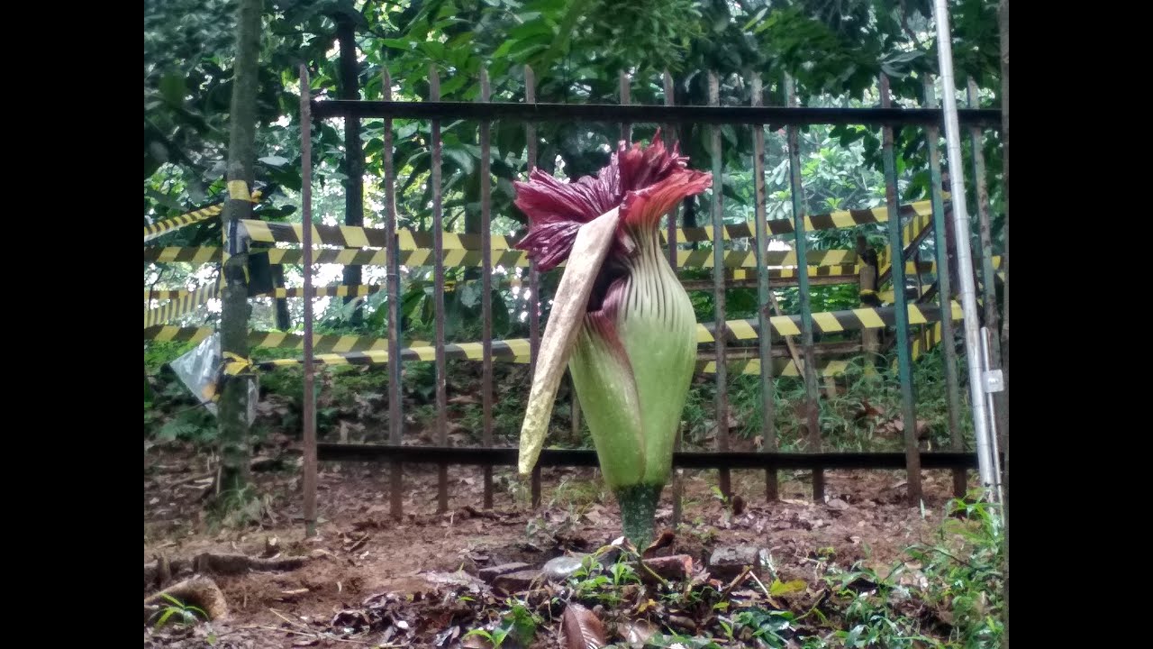 Momen Langka, Bunga Bangkai Raksasa (Amorphophallus titanum) Mekar di ...