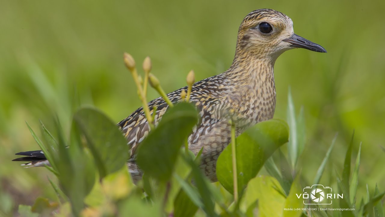 Pacific Golden Plover ( chim Choi choi vàng ) - YouTube