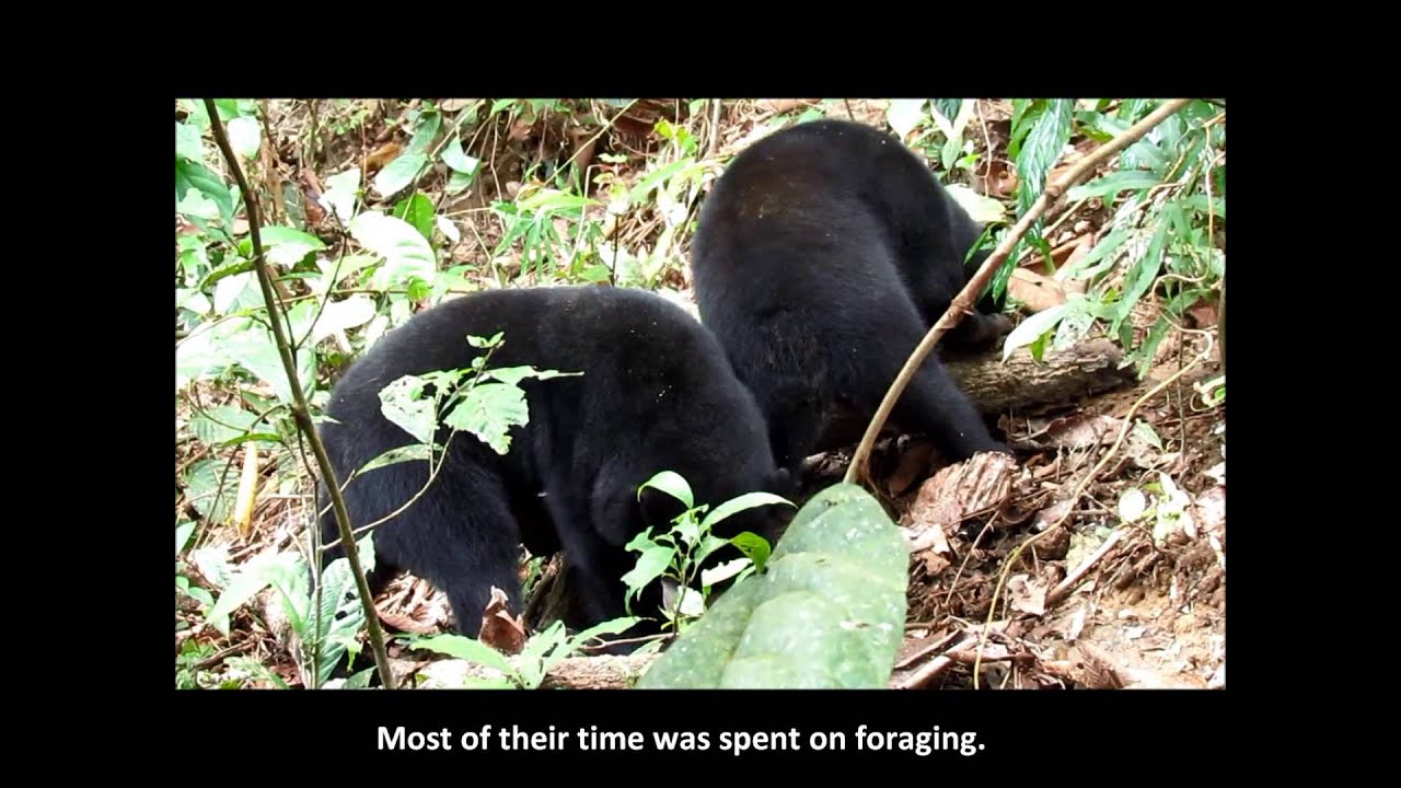 Sun Bear Behavior | Sun Bear Foraging And Digging in the Tropical ...
