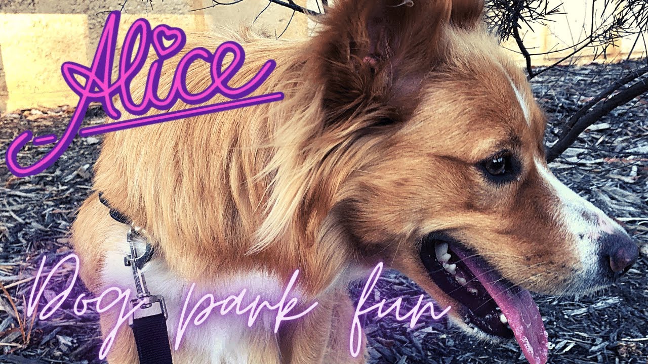 Cute Puppy Alice has dog park fun - YouTube