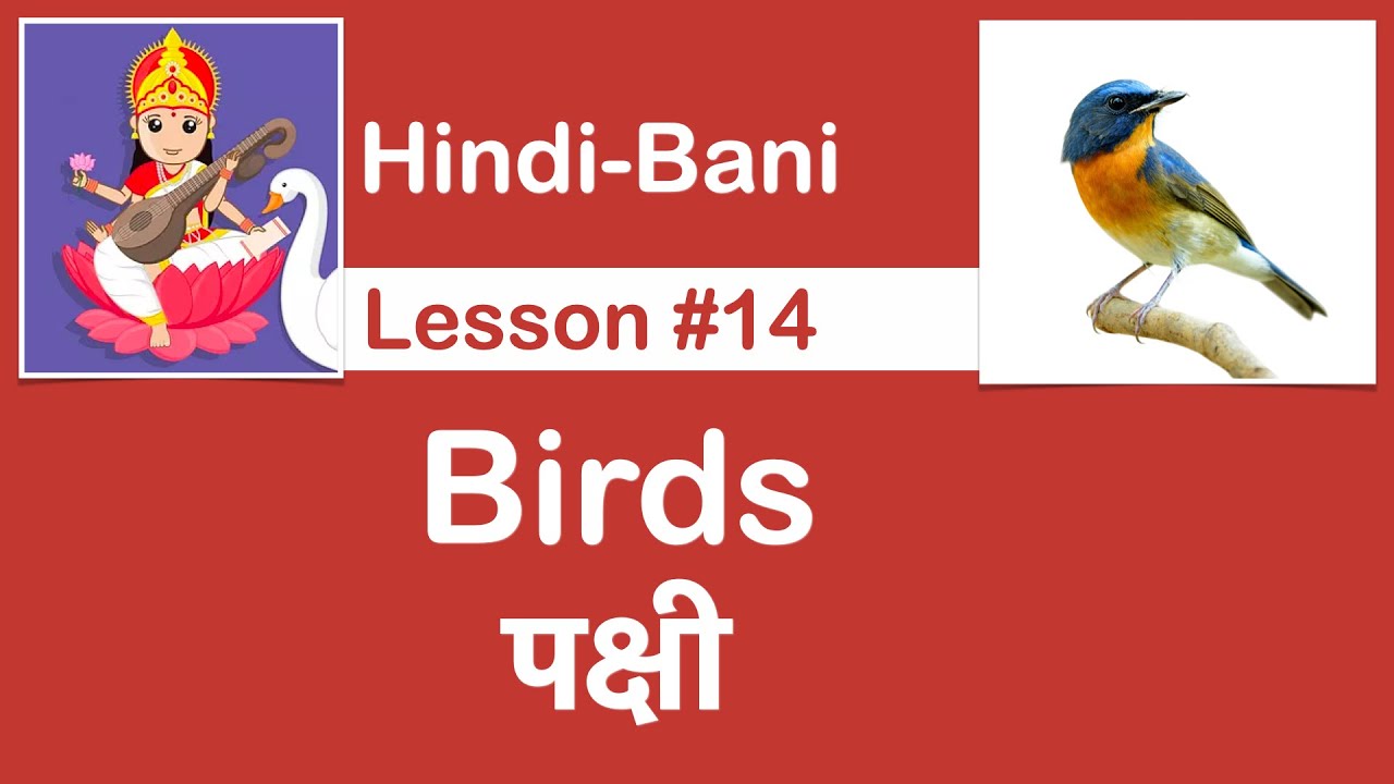 Bird Names in Hindi | Hindi Bani | For NRI Kids | 36 Birds| पक्षी ...