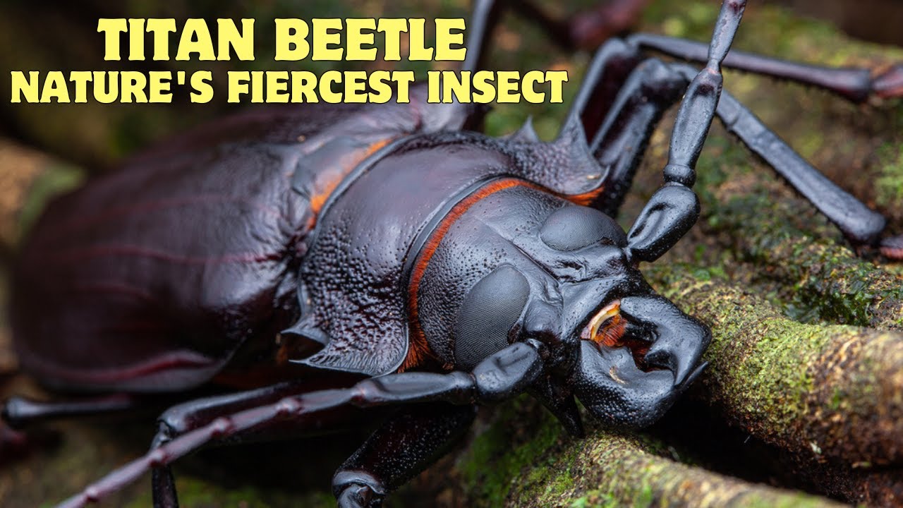 Titan Beetle: Nature's Fiercest Insect - YouTube