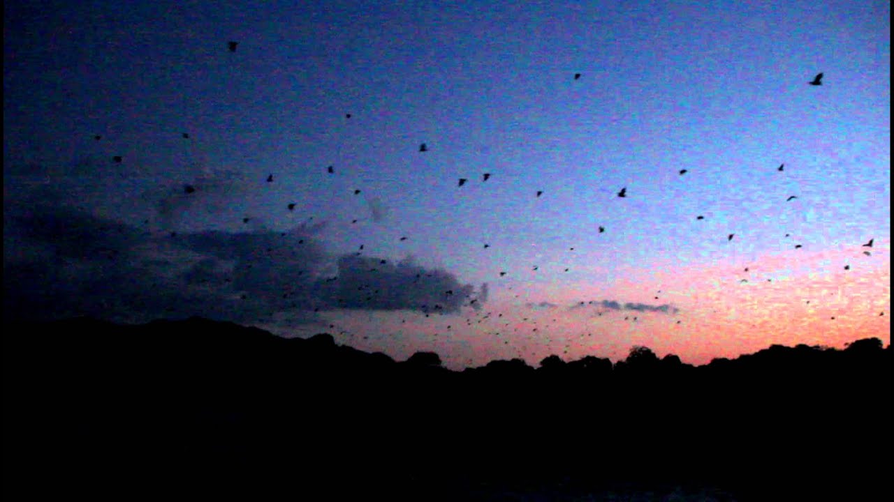 Flying Fox bat migration caught on video! - YouTube