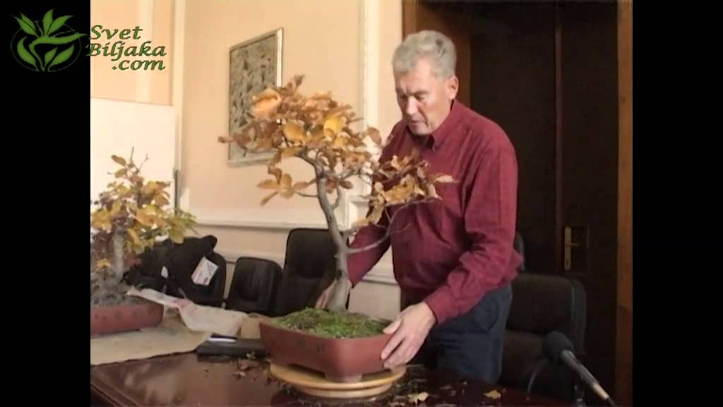 Walter Pall, Belgrade, Fagus sp. review #1 - YouTube