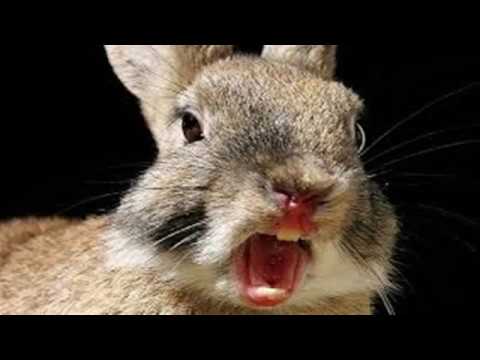 How To Treat Rabbit Bites - YouTube