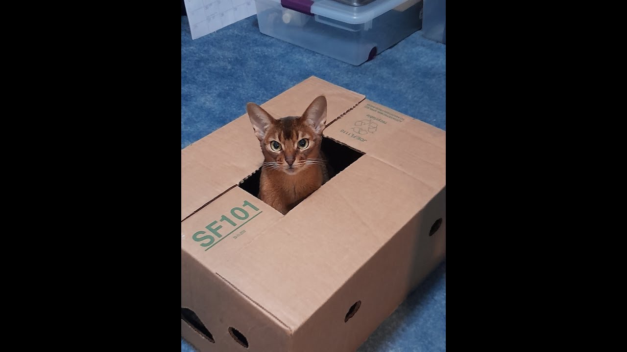 PLAYTIME! with Princess Amunet #cat #cutecat #abyssiniancats - YouTube