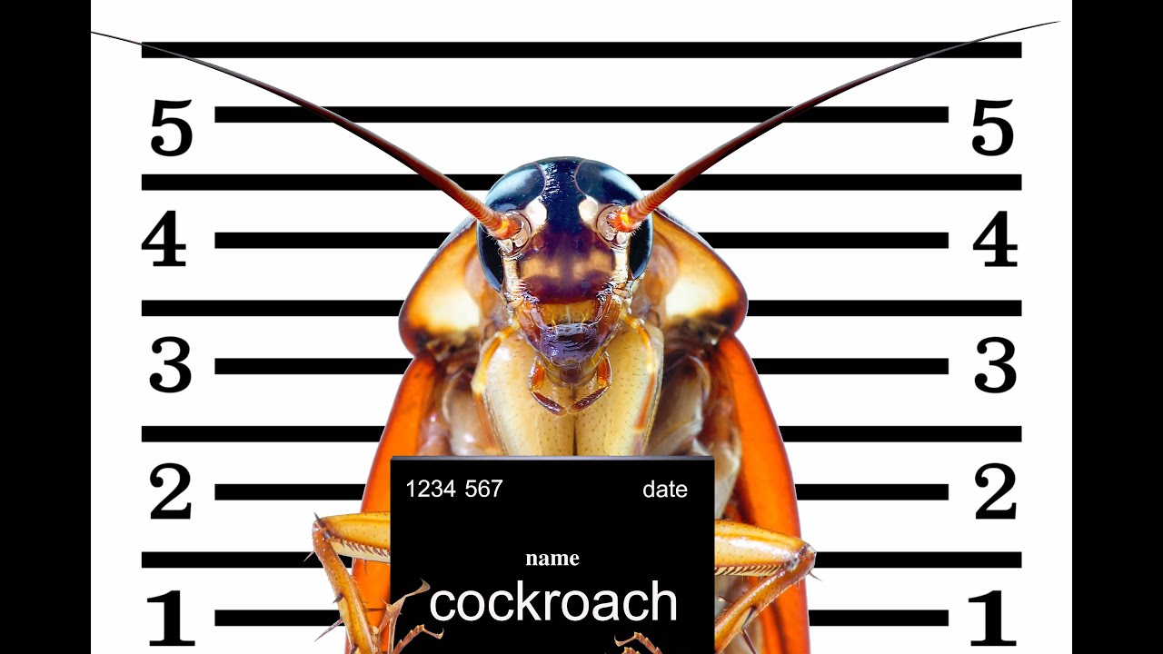 My Fight with a Cockroach: A Zoom Video gone Wrong - YouTube