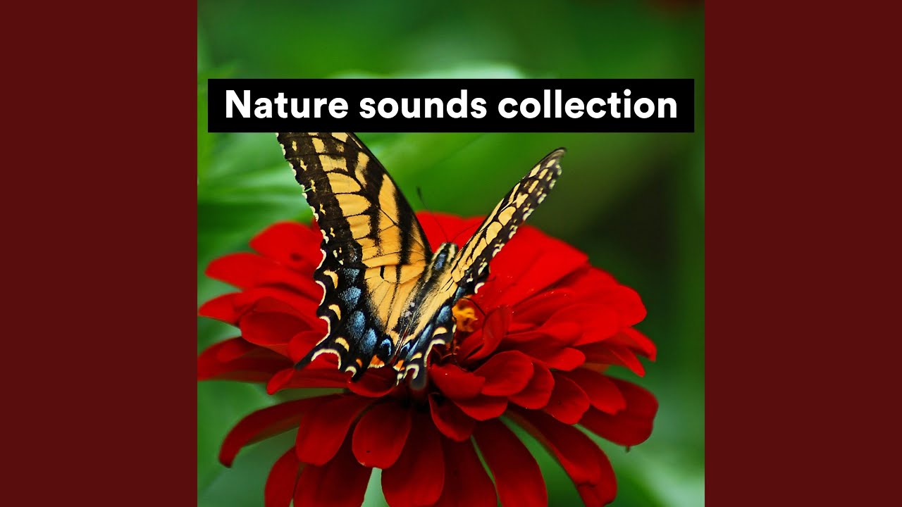 Nature Sounds Collection, Pt. 20 - YouTube