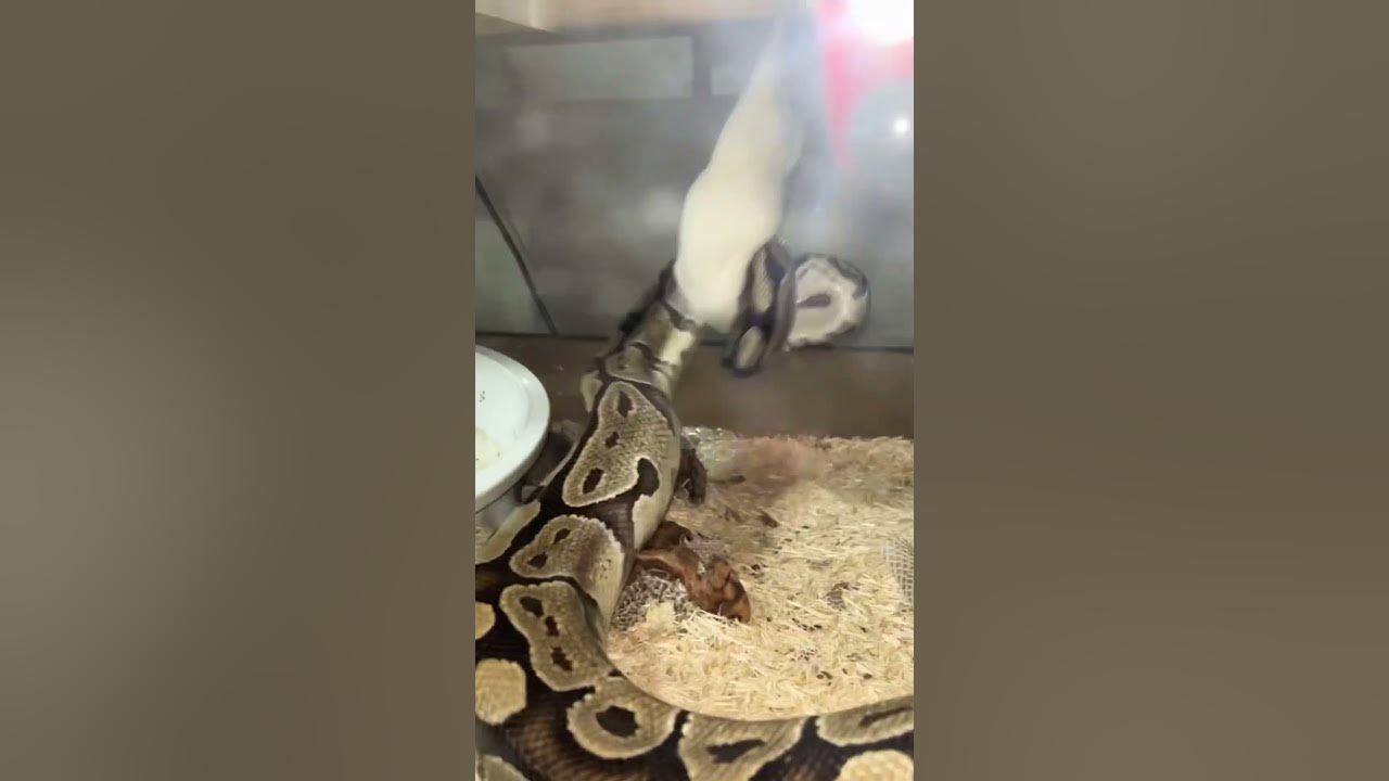 😱AGGRESSIVE BALL PYTHON BITE #shorts #reptiles - YouTube