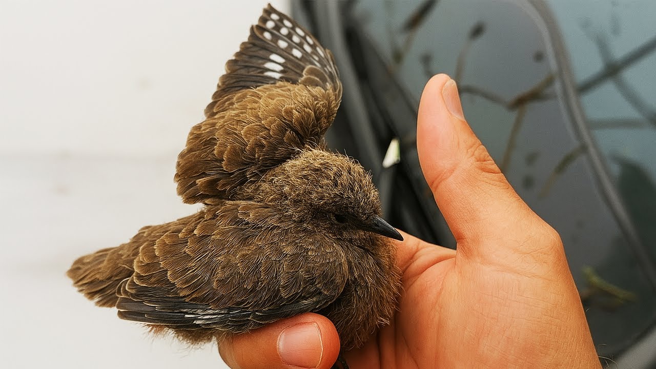 Man rescues a baby bird from a destroyed nest after a storm, what the ...