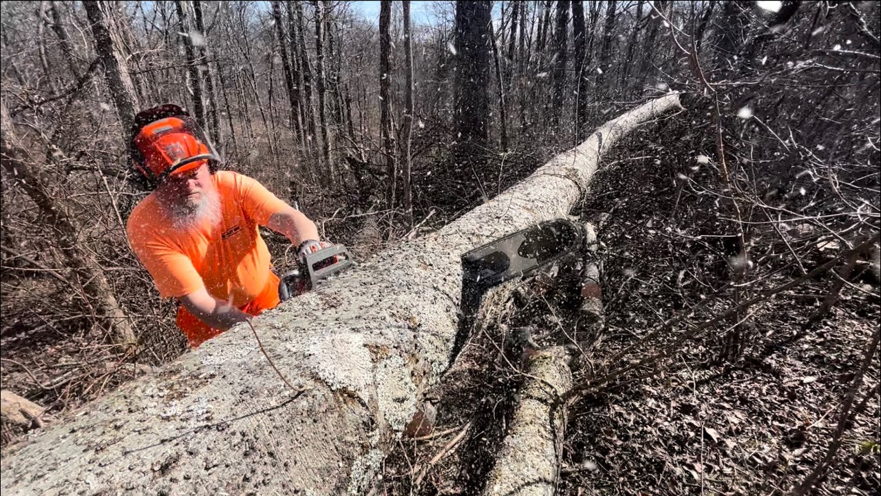 Scrub trees and Underbrush… With a 268 and a 462 - YouTube