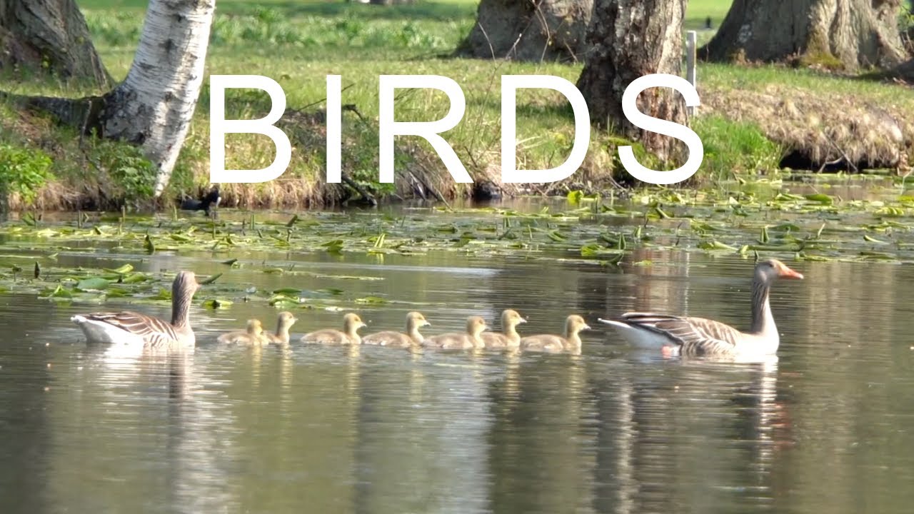 Birds around Stockholm - YouTube