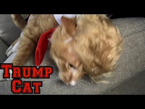 Trump Cat fights his wig and plays with a ball. TRUMPCAT - YouTube