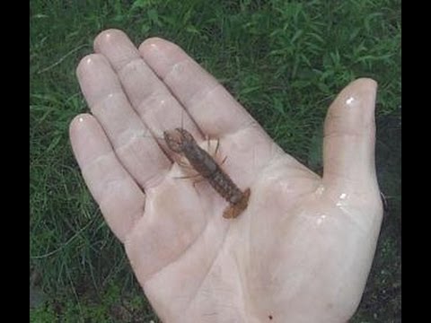 seining crawfish or crawdads video. The easy technique with a seine ...