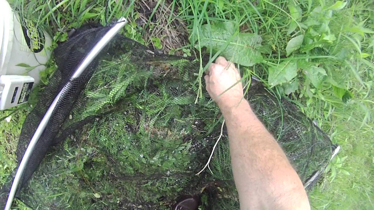 seining crawfish or crawdads video. The easy technique with a seine ...