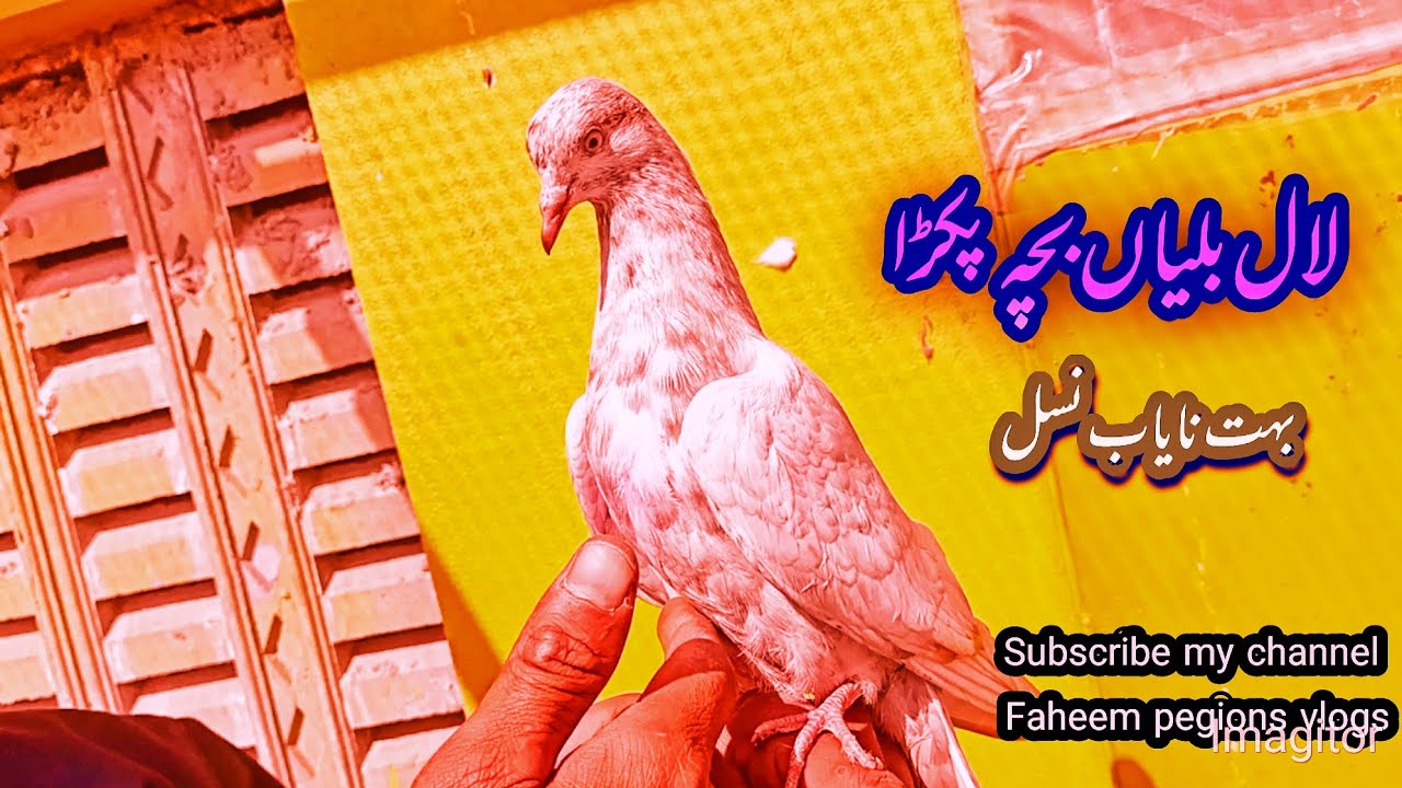 Lal bhuliyan bacha pkra || Awara bacha pkra || Faheem pegions vlogs ...