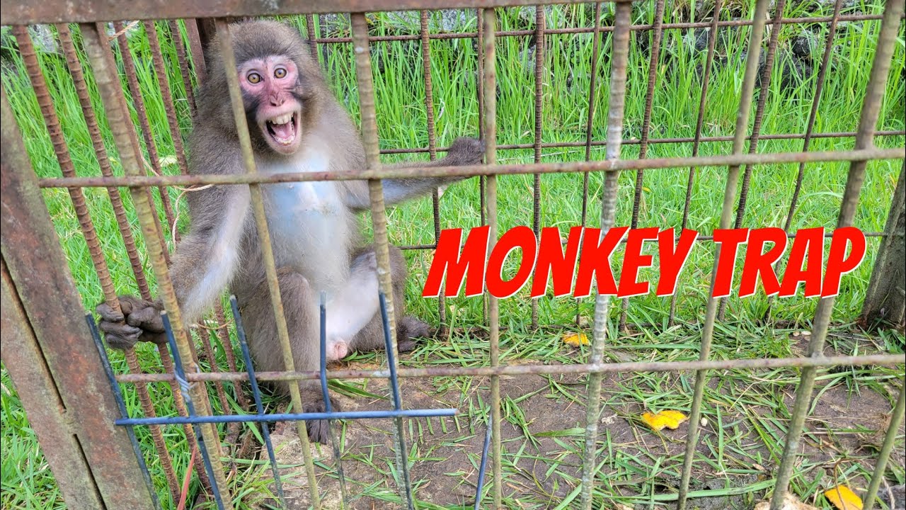 #18【狩猟】サルの捕獲方法を模索中 Monkey Trap【ハルメス】 - YouTube