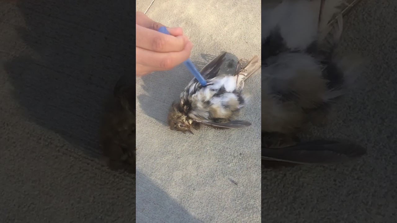 Dissecting a bird - YouTube