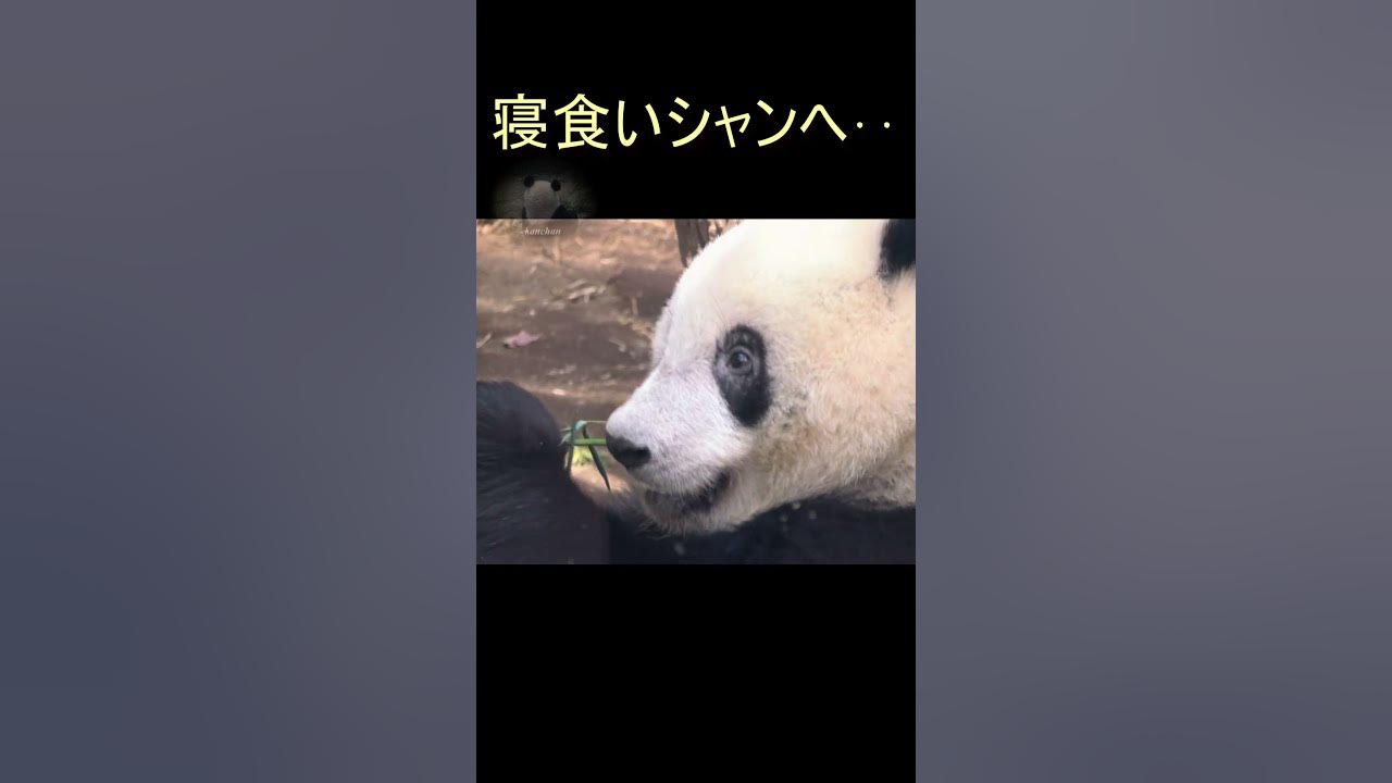 シャンパンチ炸裂の翌日【ショートシャン】 Youtube