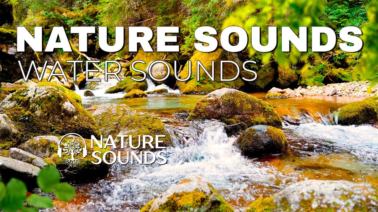 Nature Sounds Forest Sounds Nature Sounds Forest Relaxing Sounds To ...