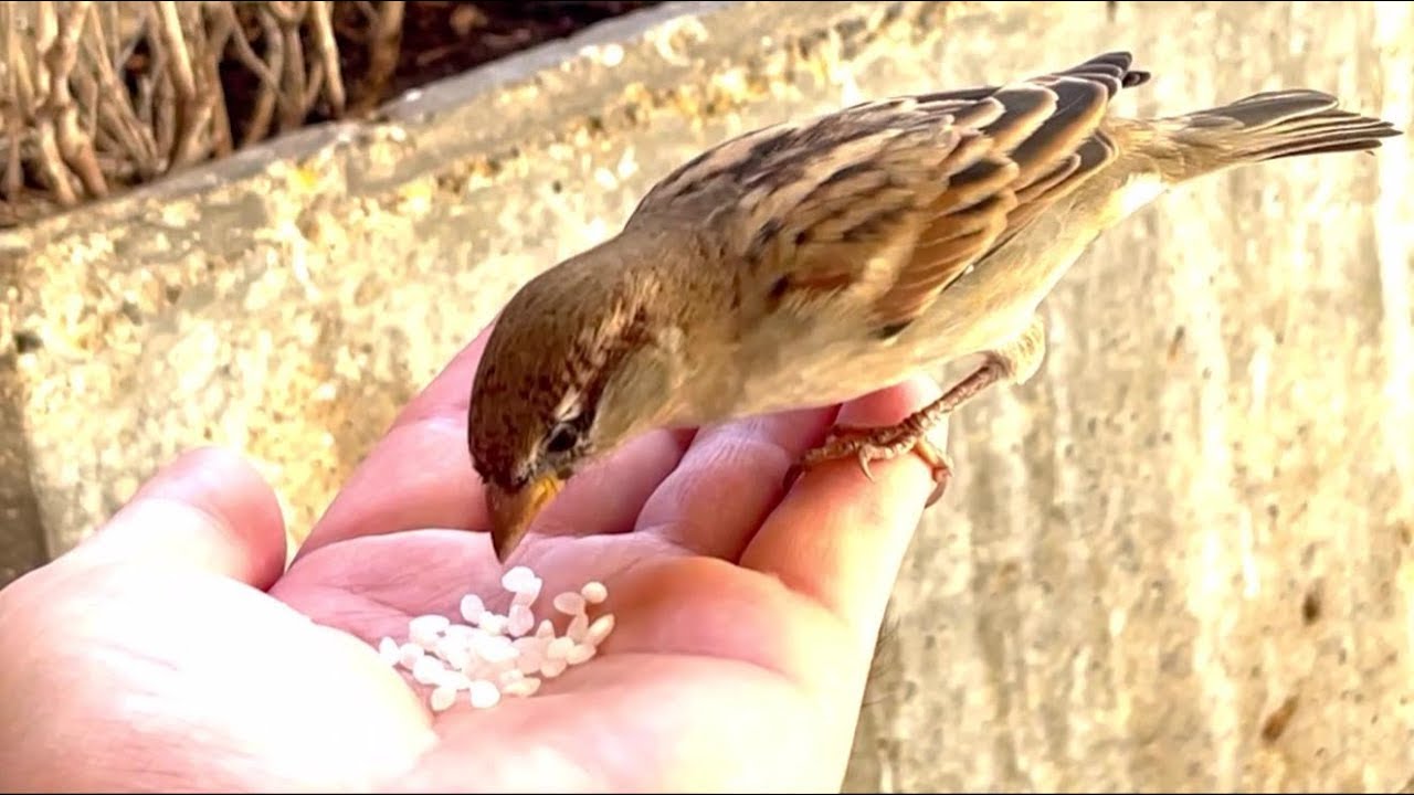 I was stunned by the sparrow's sudden speech，what was it saying? - YouTube