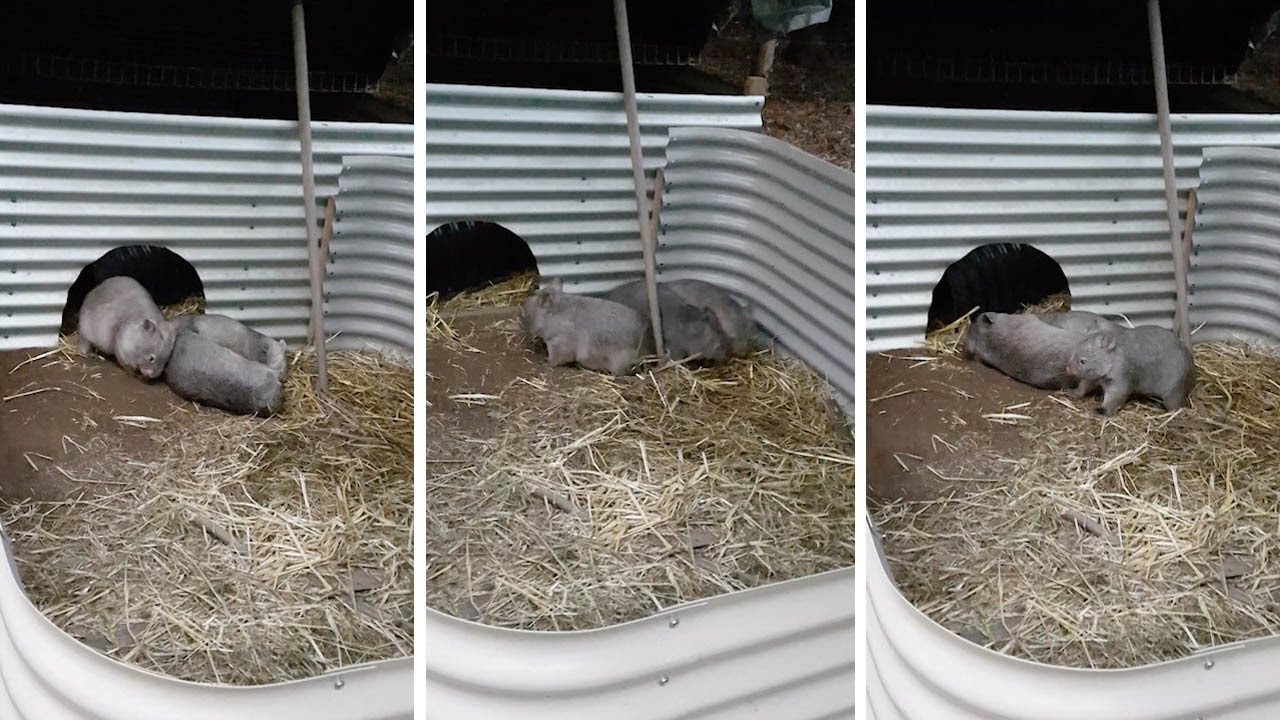 Adorable Wombat Babies Wake Up To Play - YouTube