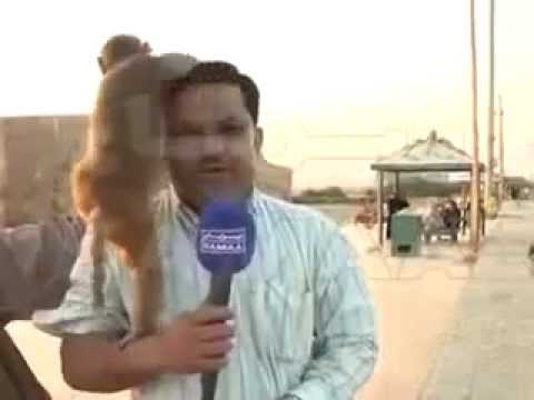 Funniest Pakistani News Reporter (monkey on his head) - YouTube