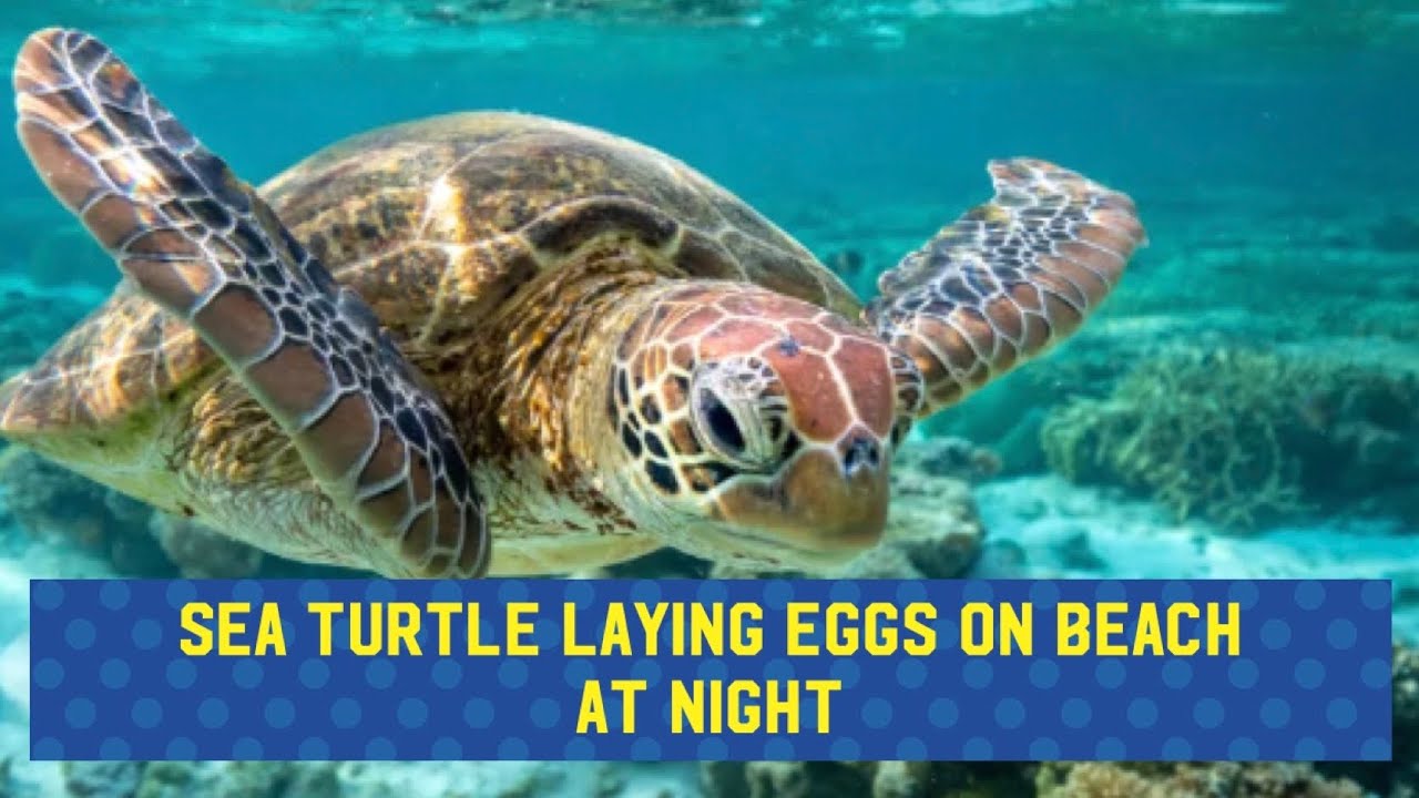 sea turtle laying eggs on beach at night - YouTube