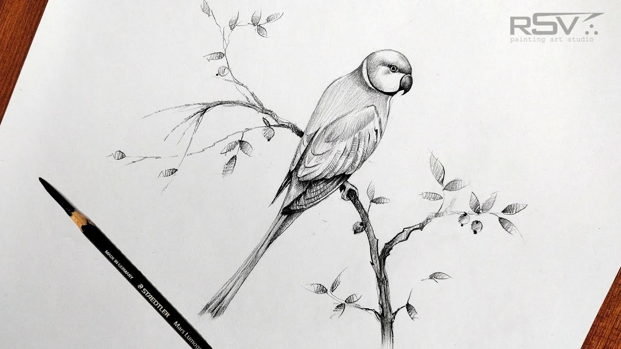 Parrot Pencil Drawing Parrot : R/drawing