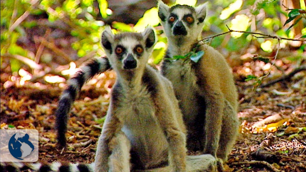 Lemures de madagascar. Documental Completo - YouTube