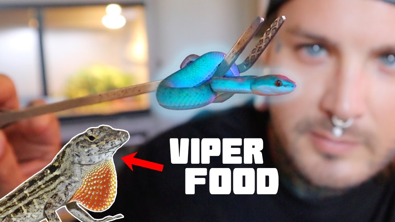 Catching Lizards to feed my Baby blue Vipers! - YouTube