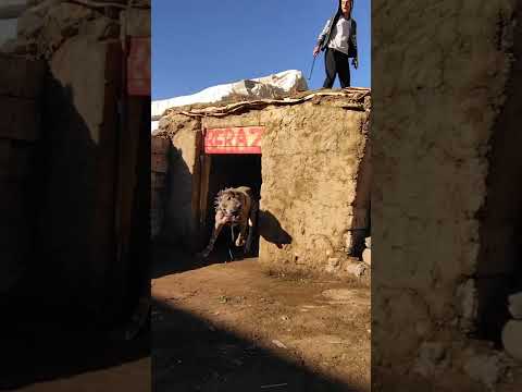 Sivas kangal aslan parçası