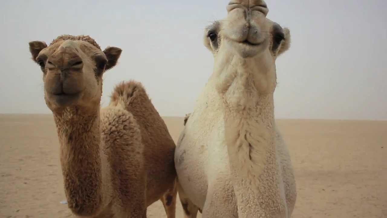 Camel Chasing in Kuwait - YouTube