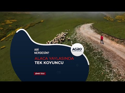Alaca Yaylasında Tek Koyuncu | Abi Nerdesin?