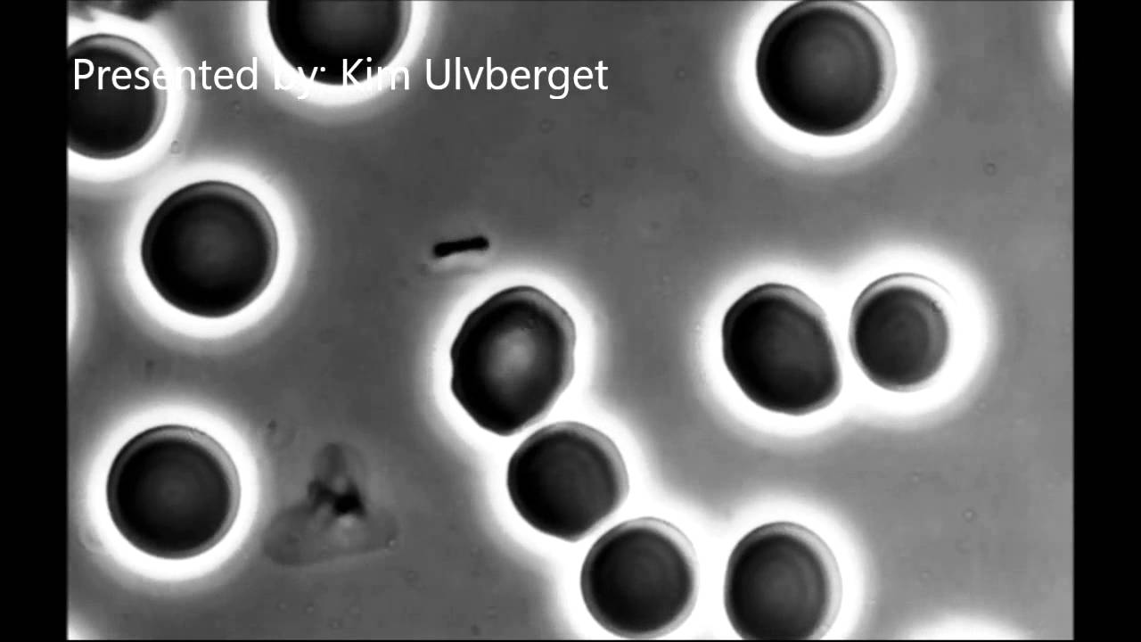 RED BLOOD CELLS AND BACTERIA - YouTube