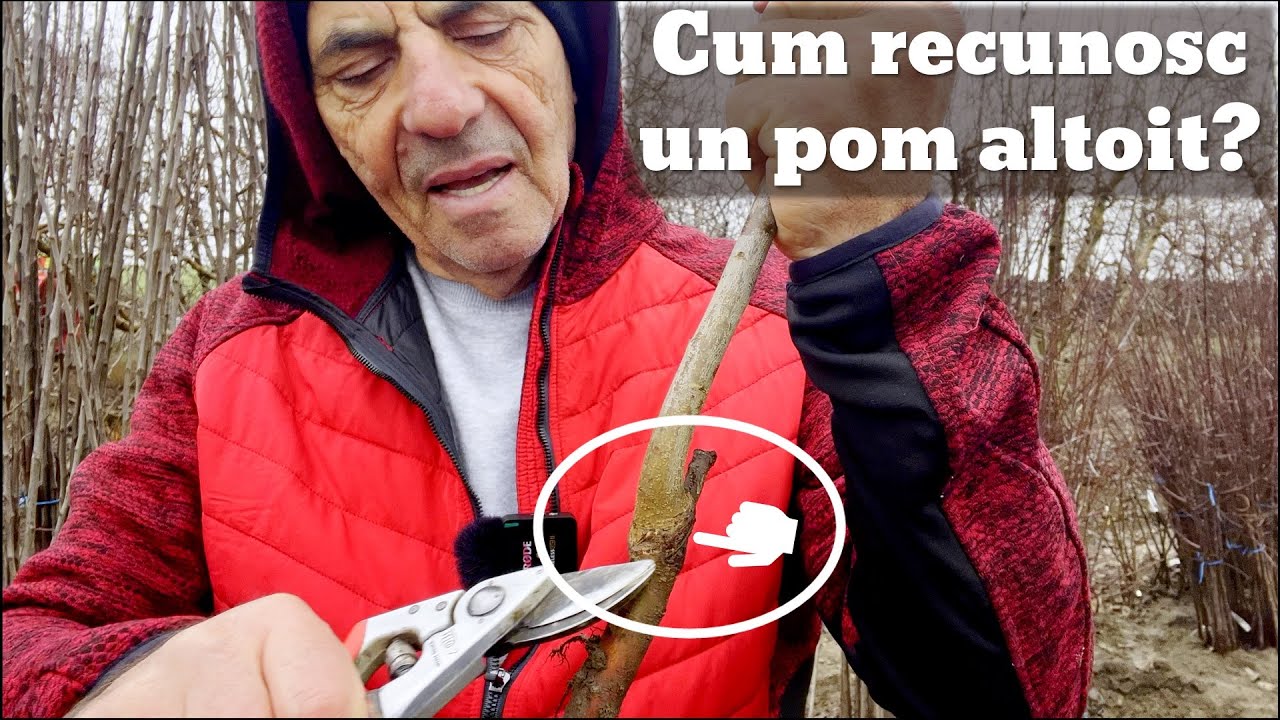 Cum recunosc un pom altoit de unul nealtoit? - YouTube