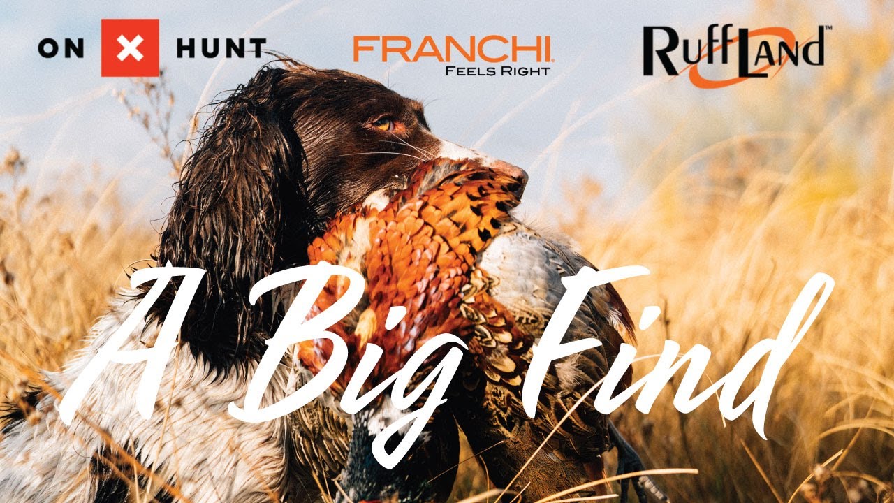 A Big Find - Hunting and Field Trial Spaniels - YouTube