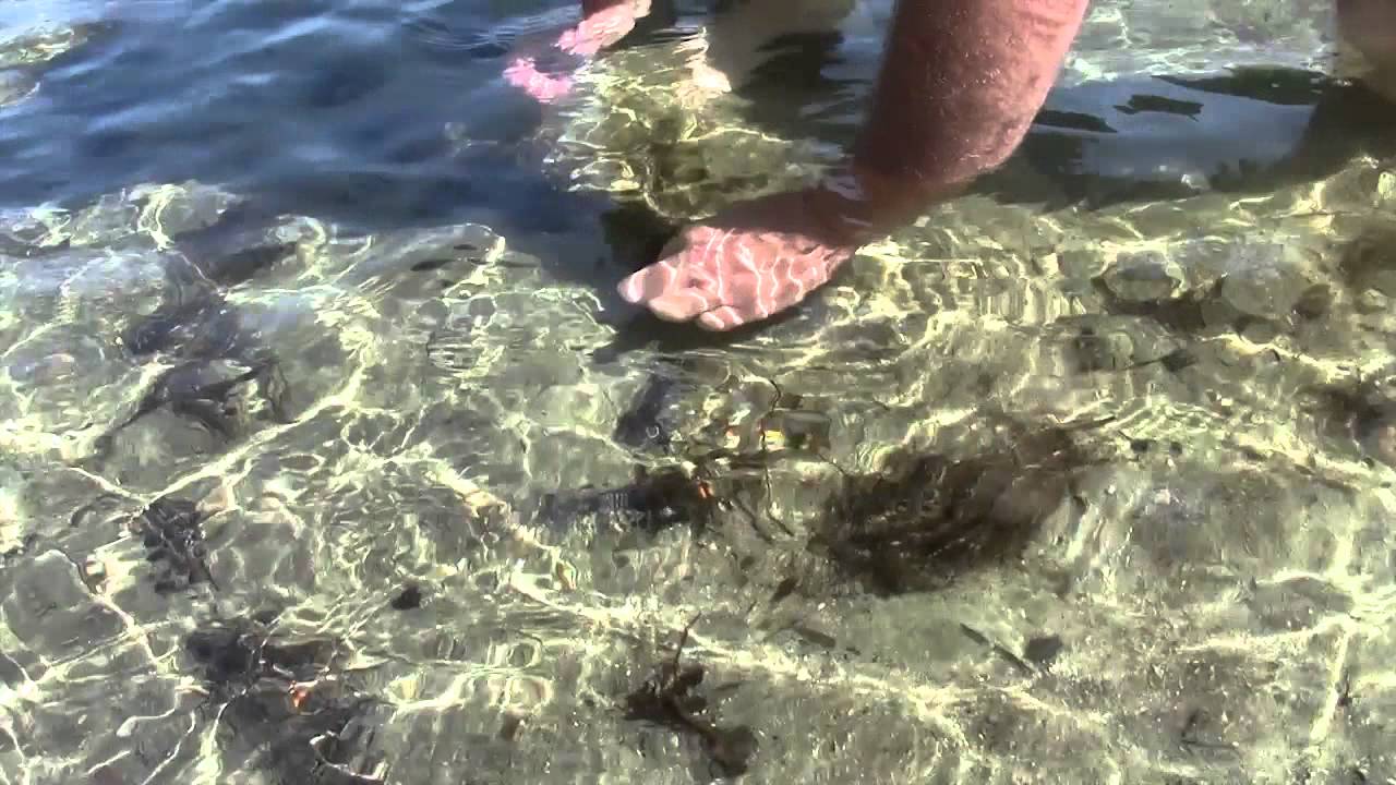Little Cliff Pond. Nickerson State Park. Cape Cod. - YouTube