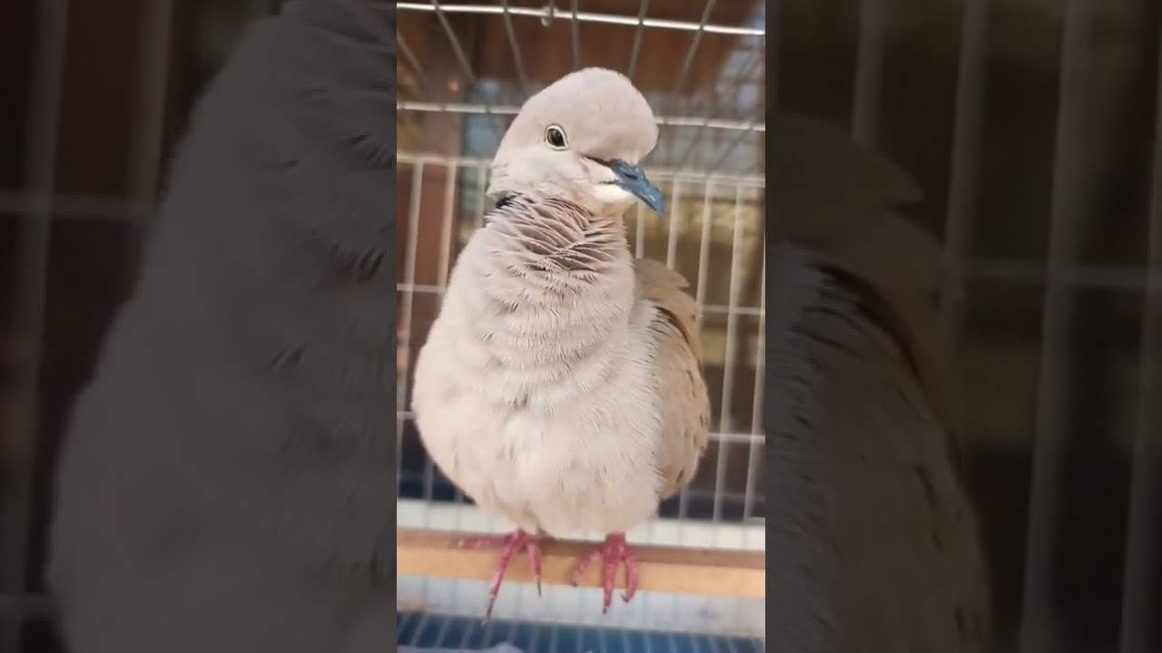 fluffy dove 🕊️😍😘 - YouTube