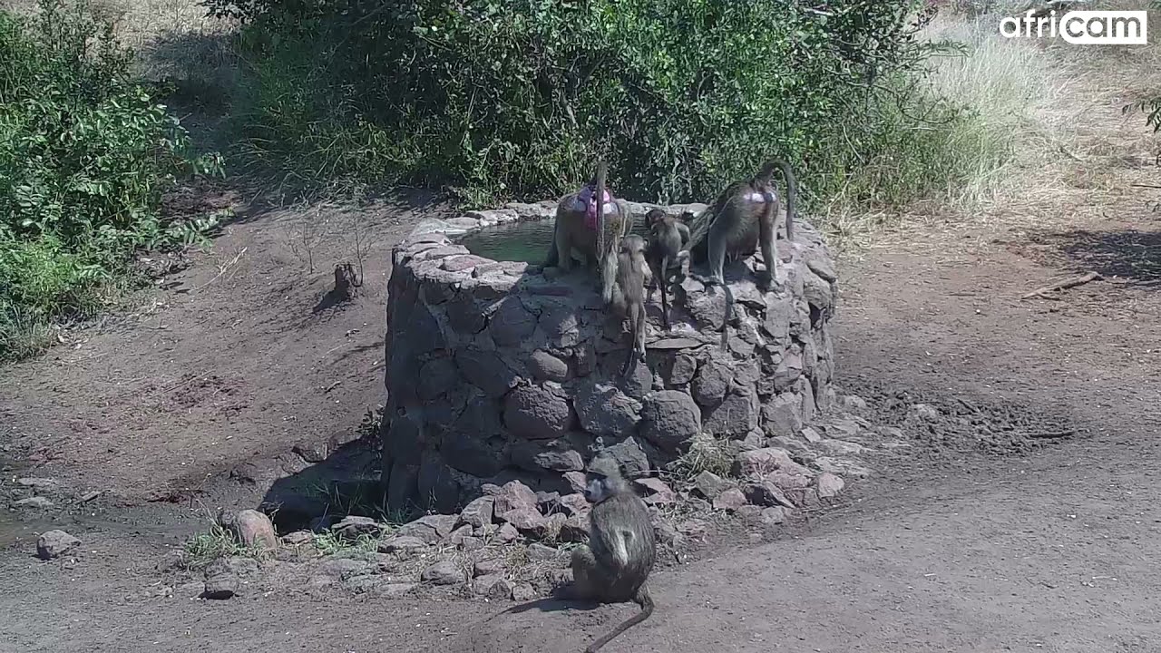 Baboons Visit Naledi Dam. - YouTube
