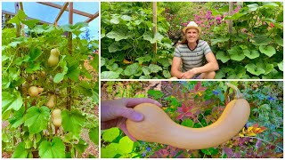 Butternut Squash~4 Varieties 3 space saving methods