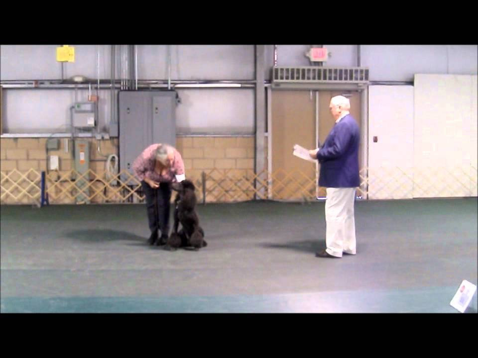 Evans first AKC Obedience Trial Beginners Novice.wmv - YouTube