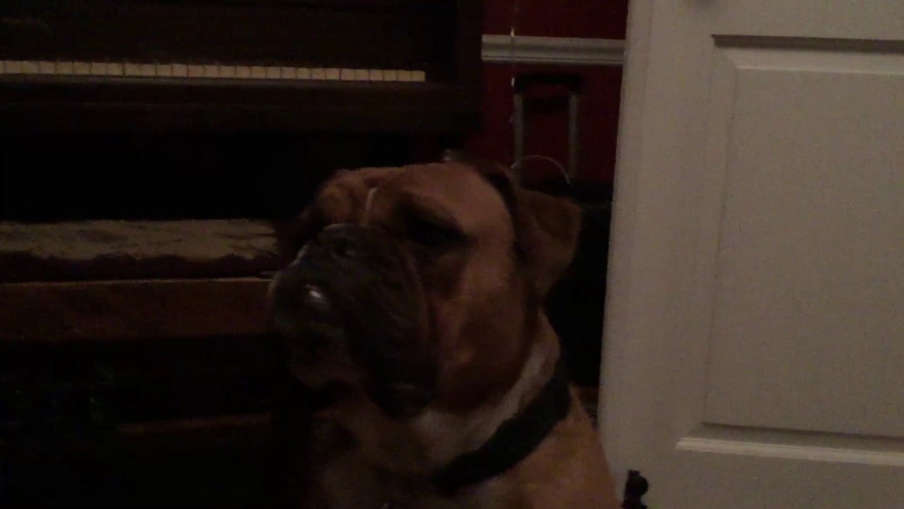 Meet smooch the doog (the doog wizard) - YouTube