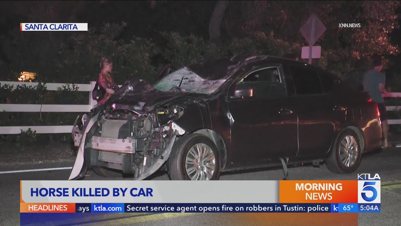 Horse dies after violent crash in Los Angeles County - YouTube