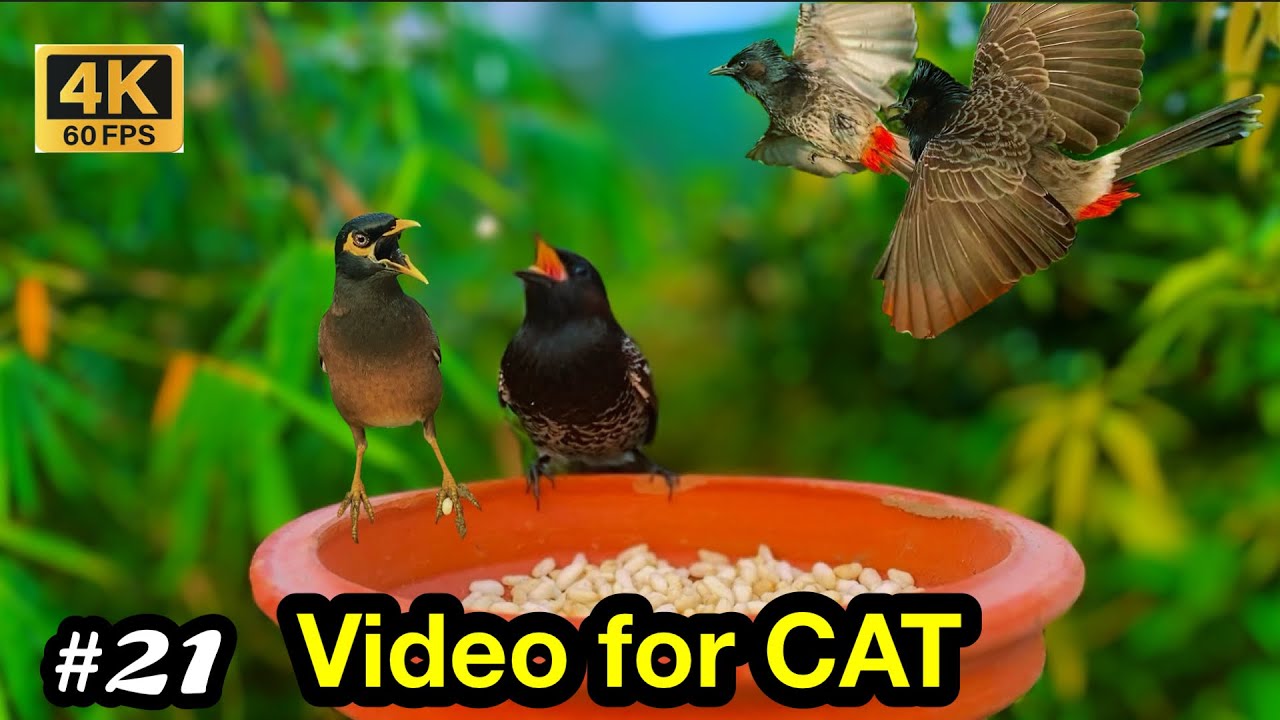 Relaxing Cat TV [NO ADS] 🐱 Cat TV on YouTube 🐱 CAT TV 🕊 Christmas Cat ...