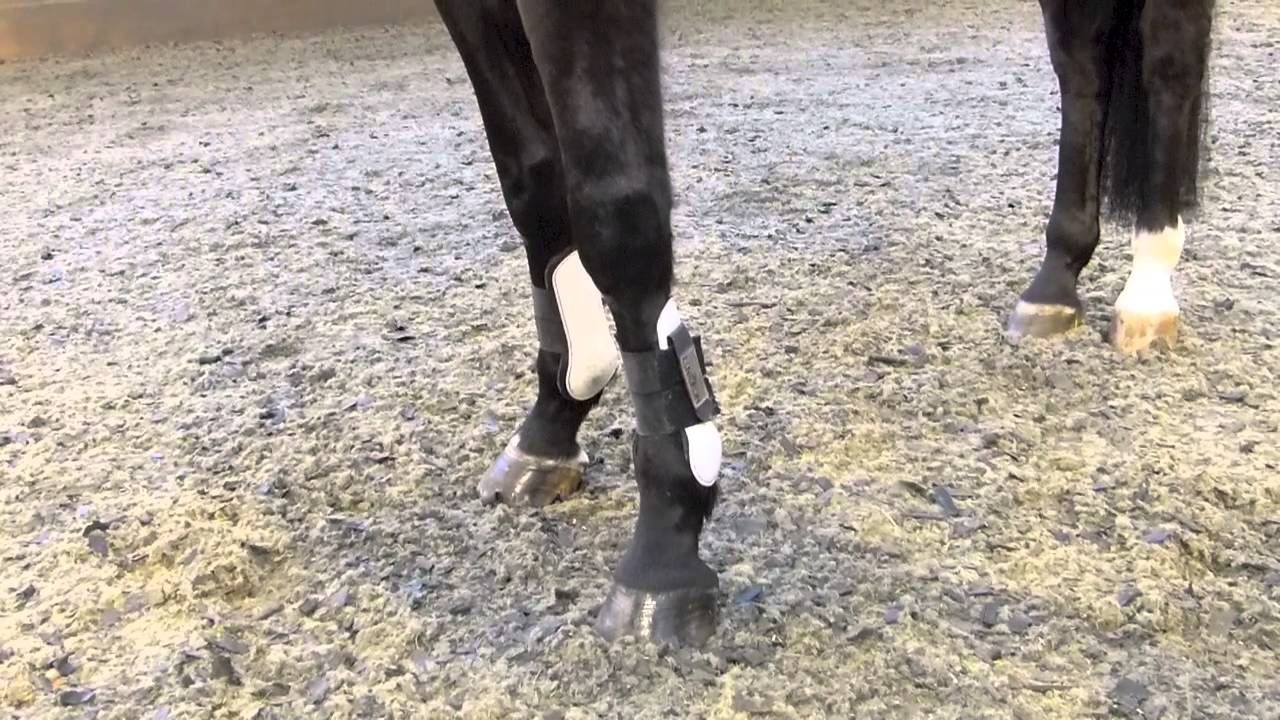 Conformation & Correctness In A Dressage Horse - YouTube