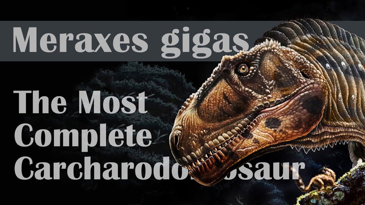 Meraxes gigas, The Most Complete Carcharodontosaur - YouTube