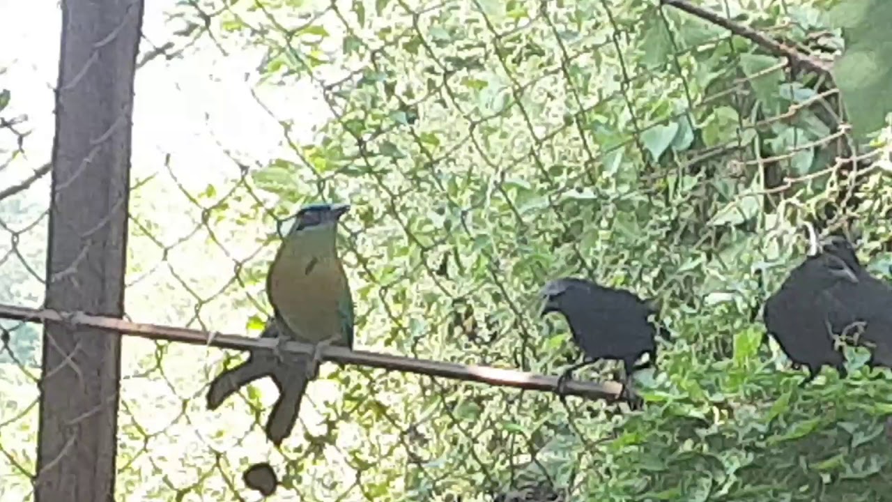 talapo y tordos - YouTube