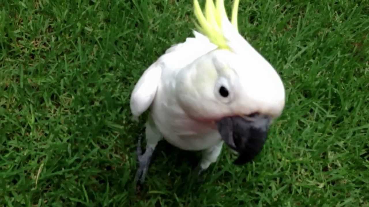 Fred, the Sulphur-crested Cockatoo talking when scared of the garden ...