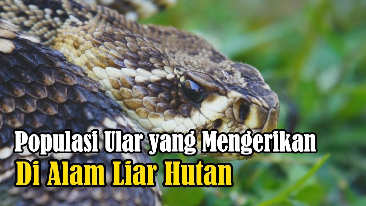 Populasi Ular di Alam liar Hutan #ular #binatang #satwa #hutan #alam # ...